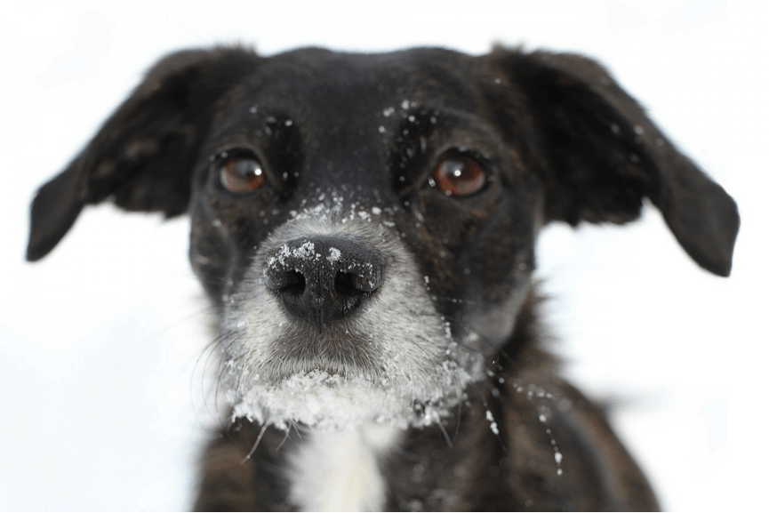 How to treat a Cracked Nose